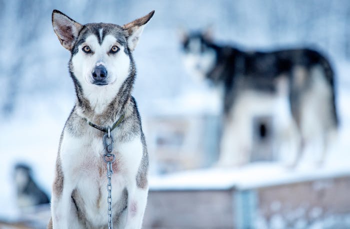 Dogsledding | Visit Narvik